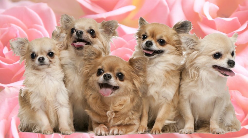 IS YOUR CHIHUAHUA AN APPLE HEAD OR A DEER HEAD? HOW CAN YOU TELL FOR SURE?