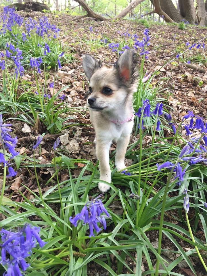 FABULOUS CHIHUAHUAS OF THE INTERNET