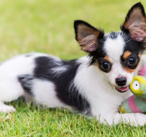 Mother's Day Gifts for the Moms of 4-Legged Babies!