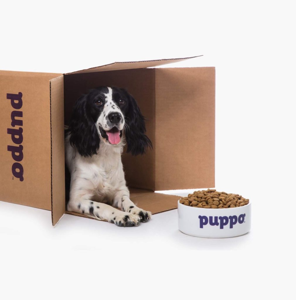 4 Easy Ways To Know You Are Feeding Your Dog Healthy