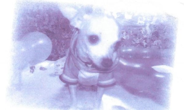 Pookie's Story. Read one woman's experience. Lessons of puppy mills