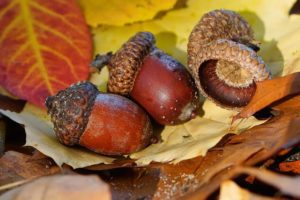 Warning! Before You Take Your Chihuahua On A Walk This Fall Watch For ...
