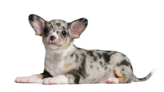 What is the Rarest And Most Unique Chihuahua of Them All?