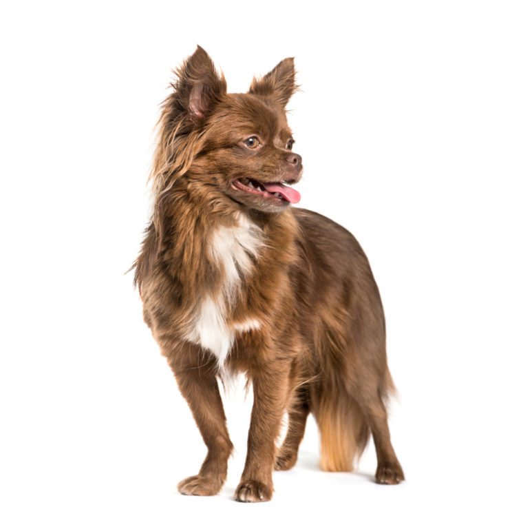 What is the Rarest And Most Unique Chihuahua of Them All?