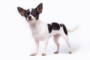 What is the Rarest And Most Unique Chihuahua of Them All?