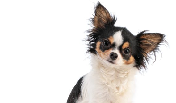What is the Rarest And Most Unique Chihuahua of Them All?