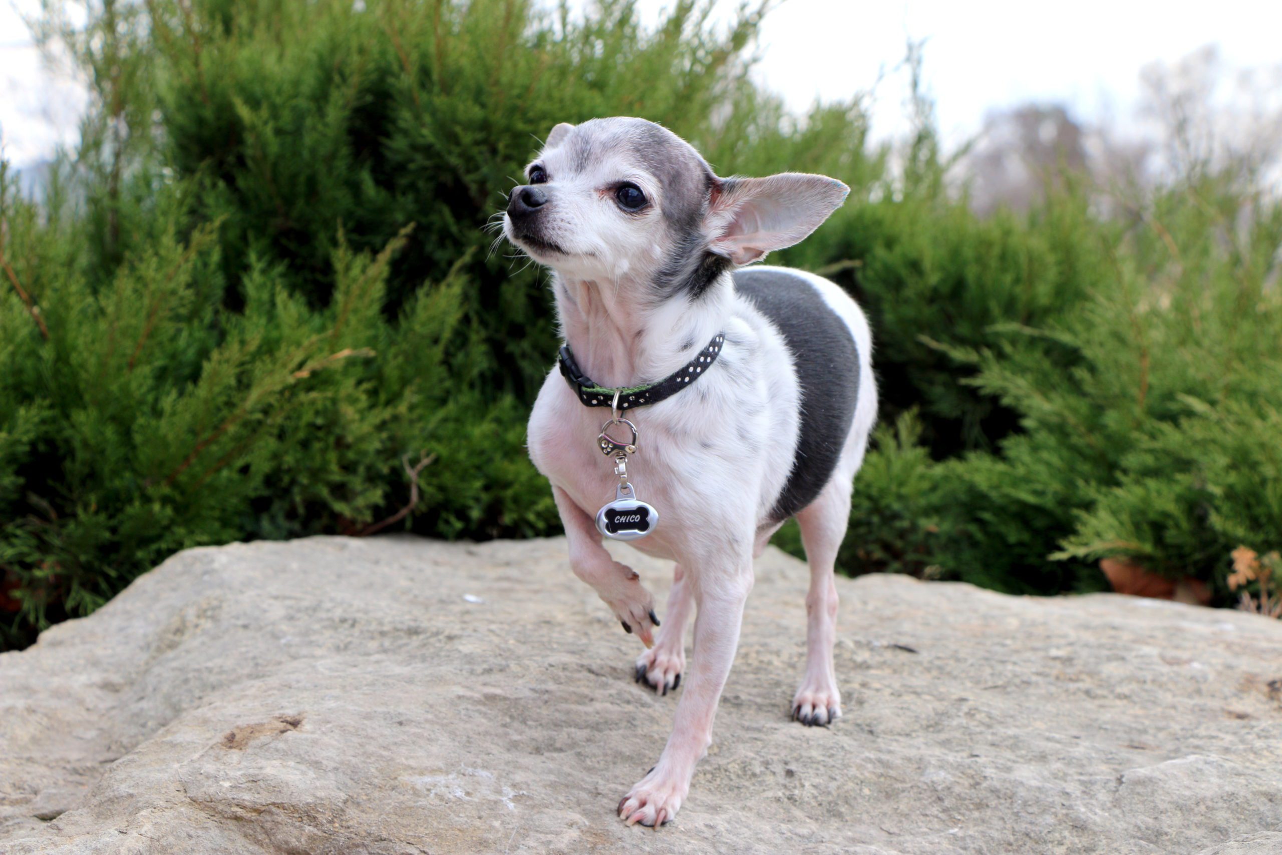 IS YOUR CHIHUAHUA AN APPLE HEAD OR A DEER HEAD? HOW CAN YOU TELL FOR SURE?