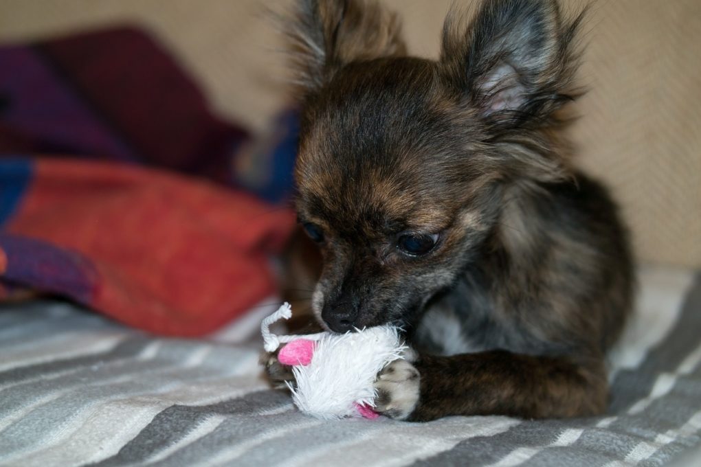 How to find a Chihuahua that is perfect for you. Purebred, older, or rescue