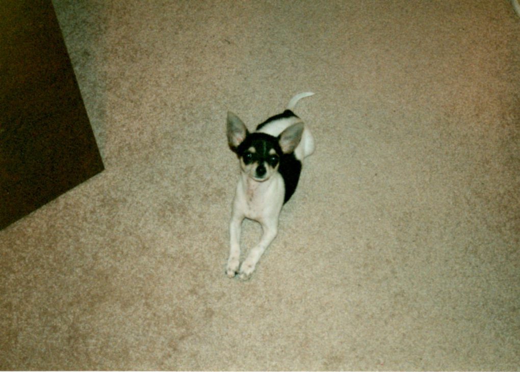 Everyone Has A Chihuahua Story — What's Yours?