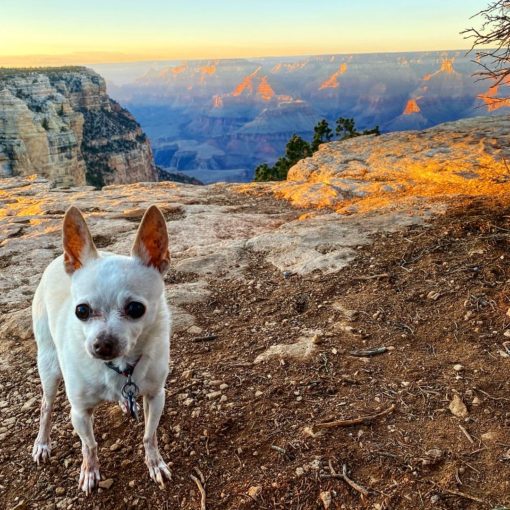 What is the Rarest And Most Unique Chihuahua of Them All?