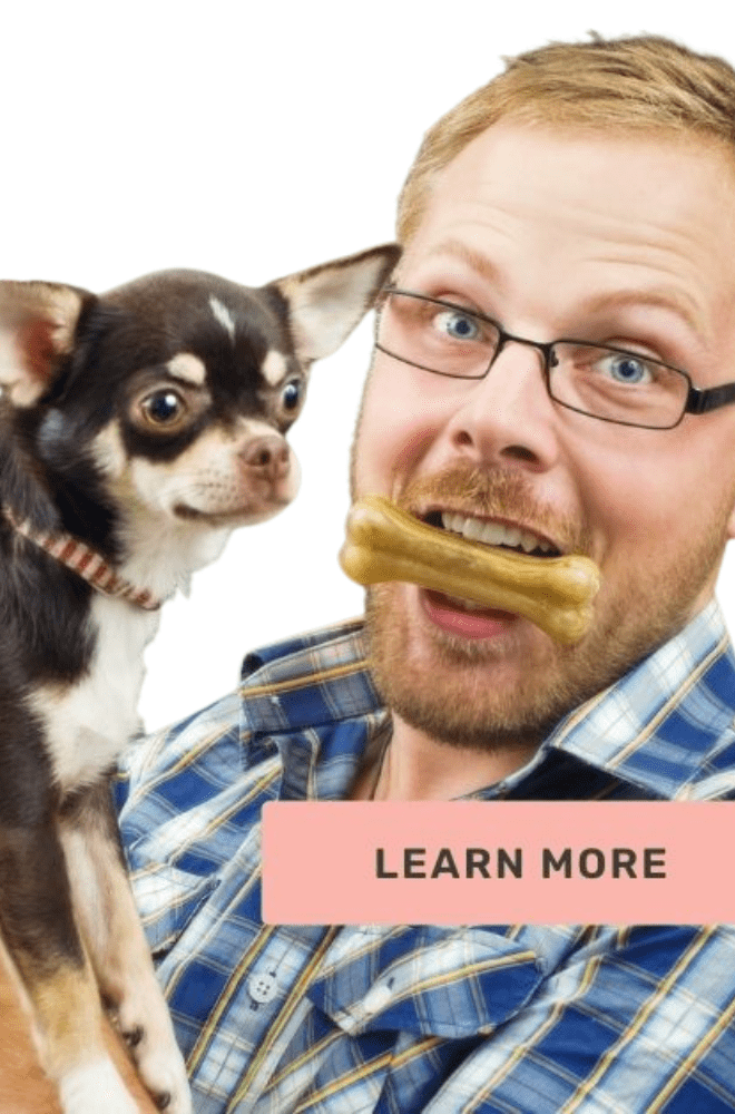 Chihuahua Training Information. Chihuahuas need training just like all dogs