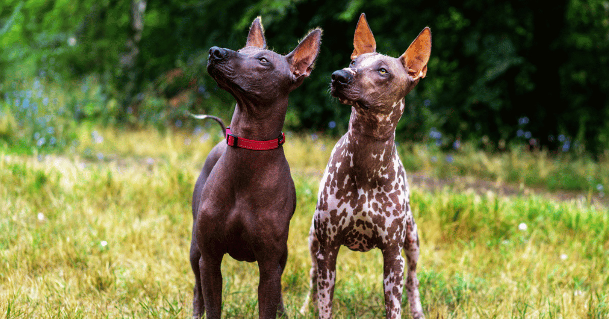 The Fascinating History of Chihuahuas: From Ancient Royals to Modern ...