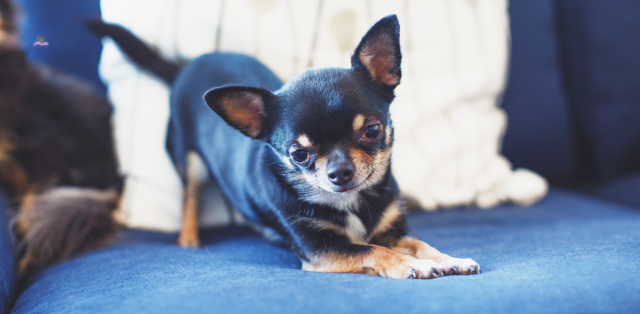 The Truth About a Chihuahua’s Temperament and Personality